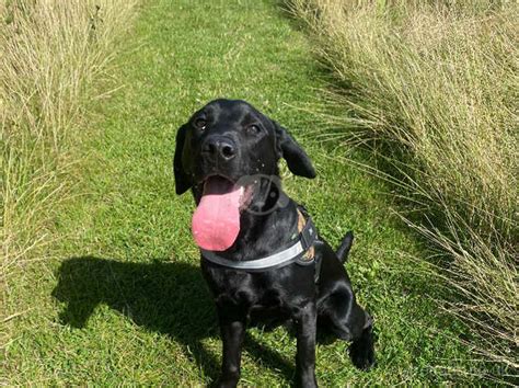 8 Month Black Lab In Hull On Freeads Classifieds Labrador Retrievers
