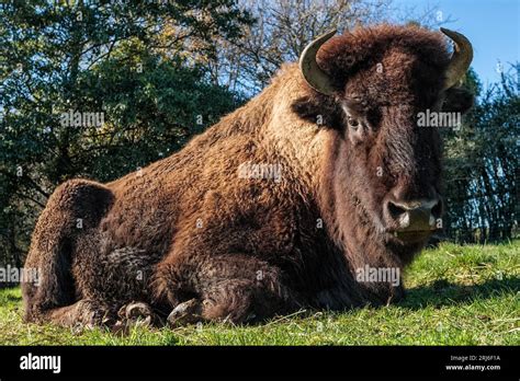 Up Close Portrait Of Large American Bison Bison Bison Laying On The Grass Making Eye Contact
