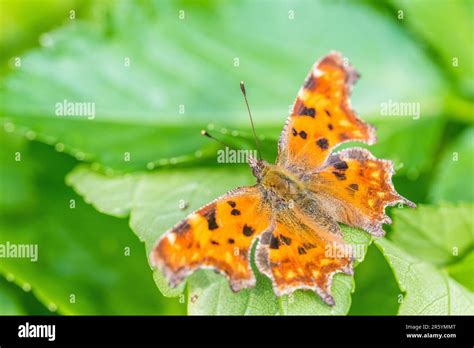 Polygonia C Album The Comma Is A Food Generalist Polyphagous