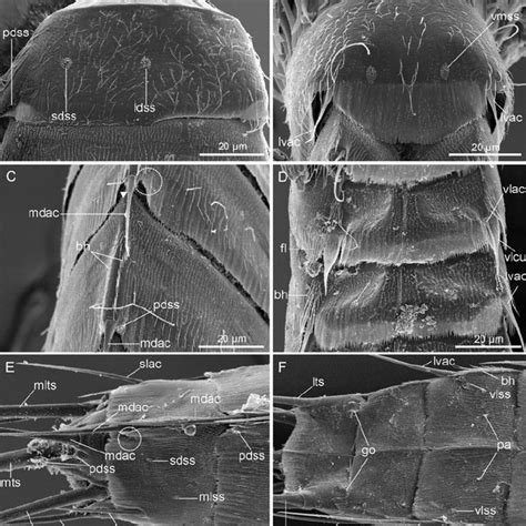 A F Scanning Electron Micrographs Showing Overviews And Details In Download Scientific