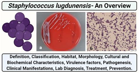 Staphylococcus Lugdunensis An Overview Microbe Notes