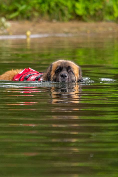 Собака спасатель отряда Сотер во время тренировки на водоёме Собаки Пожарный Спасатель