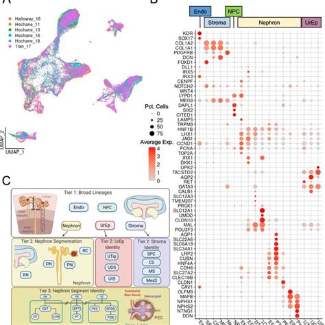 Generation Of A Comprehensive Reference To Train Classification Models Download Scientific