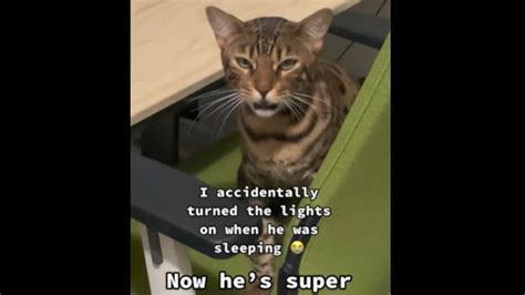 Grumpy Cat Sleeping Meme