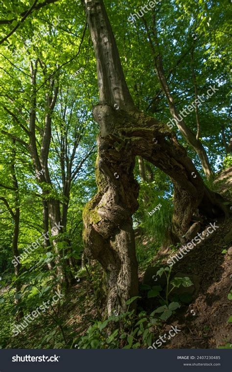 Tree Trunk Human Legs Images Stock Photos D Objects Vectors Shutterstock