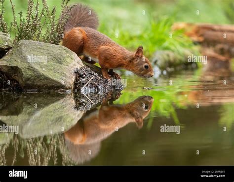 A Unique Shot Of A Cheeky Red Squirrel Sciuris Vulgaris Side On