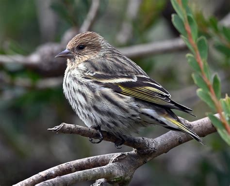 Pine Siskin