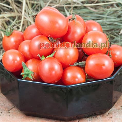 Russian 117 Red - Nasiona: Pomidory Nasiona i sadzonki pomidorów i ...