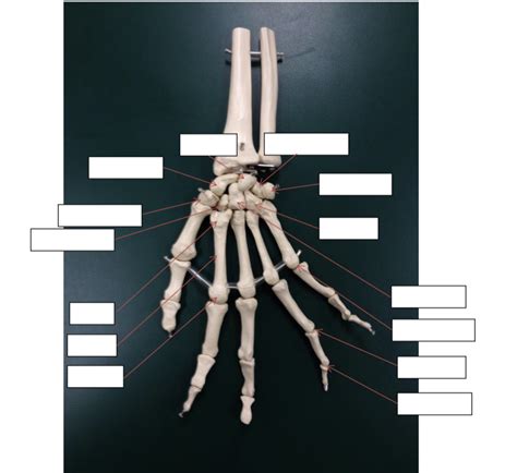 Hand Diagram Quizlet