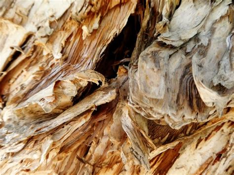 Tree Bark Background Free Stock Photo Public Domain Pictures