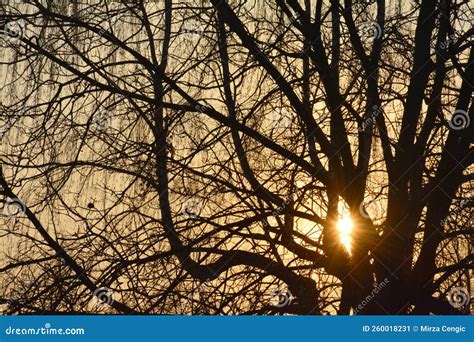 Silhouette Of A Large Tree With The Sun In The Crown Desighn For Wallpaper Calendar Or Poster