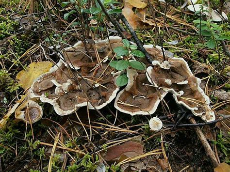 Феллодон войлочный (Phellodon tomentosus) фотографии, видео и истории