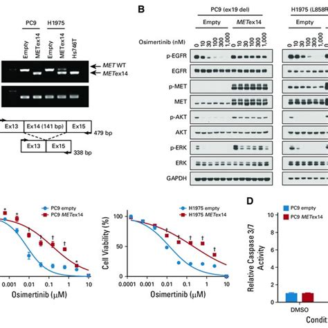 Met Exon Ex 14 Mutations Mediate Resistance To Epidermal Growth