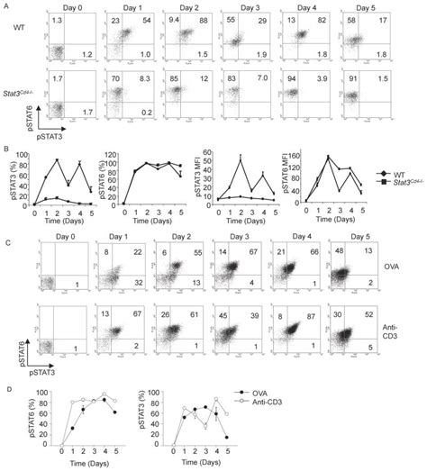 The Transcription Factor Stat3 Is Required For T Helper 2 Cell