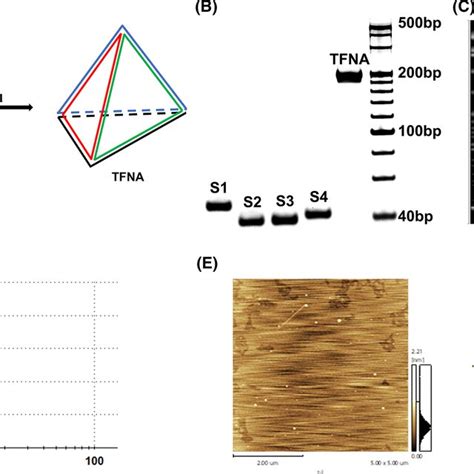 Characterization Of Tfna A Four Isometric Single‐strand Dnas Formed