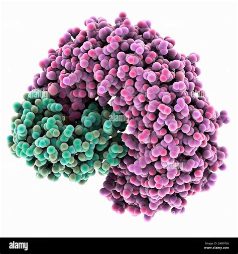 Ribonuclease Bound To Inhibitor Molecular Model Ribonuclease Rnase Is A Type Of Nuclease