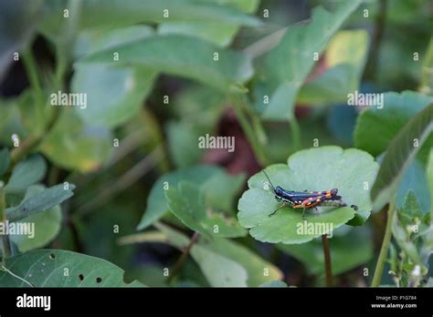 Amazon Rainforest Insects Hi Res Stock Photography And Images Alamy