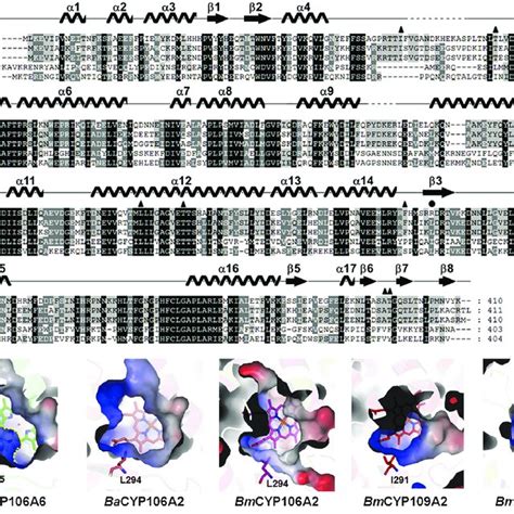 Multiple Sequence Alignment And Binding Mode Of Steroids A Multiple Download Scientific