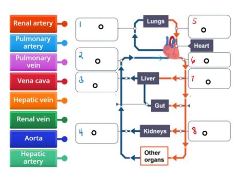 Edexcel IGCSE Double Circulatory System Labelled Diagram
