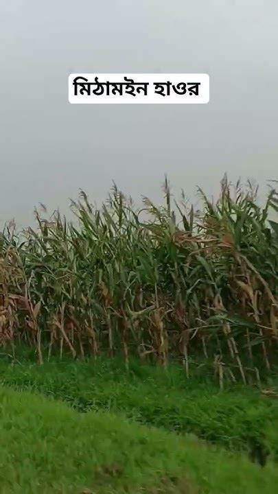 মিঠামইন হাওর রাস্তা Youtube
