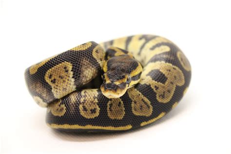 Orbit Ball Python Traits Morphpedia