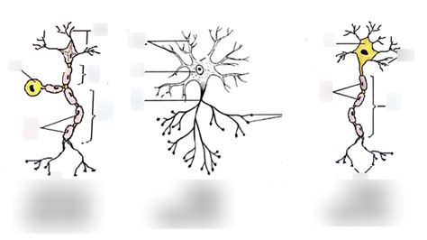 Diagram Of GCSE Edexcel Biology Neurone Cells Quizlet