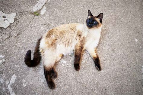 Si Quieres【 Adoptar Un Gato Siamés 】☝️aquÍ Tienes Toda La Información