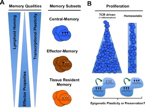 Memory Cd8 T Cell Differentiation And Plasticity Download Scientific Diagram