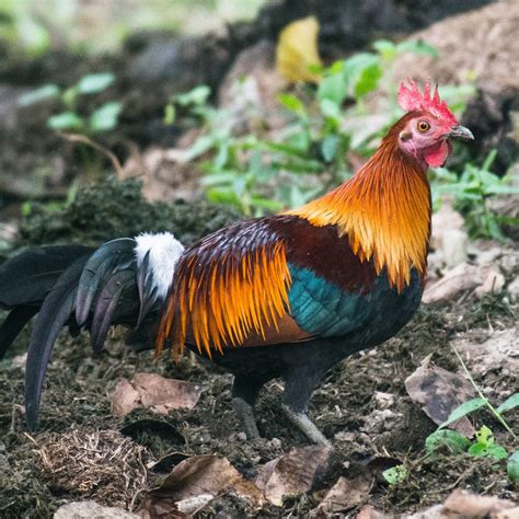 Wild Red Jungle Fowl