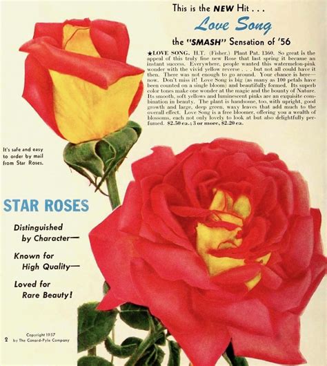 Rose Rosa Love Song In The Roses Database