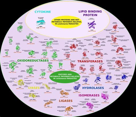 Proteins Linked With Specific Leishmania Metabolic Pathways And Download Scientific Diagram