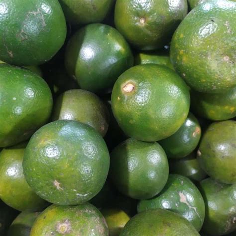 Jual Jeruk Peras Segar Jeruk Hijau Segar Buah Segar Buah Fresh 1 0kg Halal Di Seller