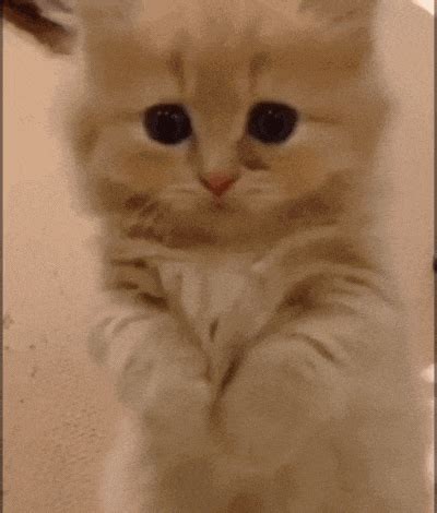 Gatos Tristes Em S 90 Animais Tristes Animados