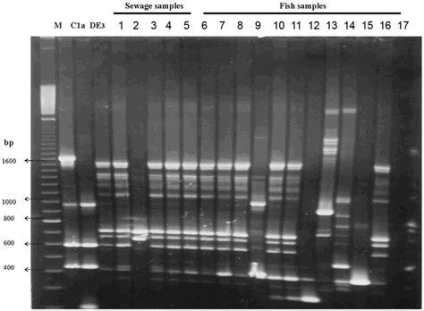 Rapd Patterns For Different Isolates Using Primer P 2 Amplification