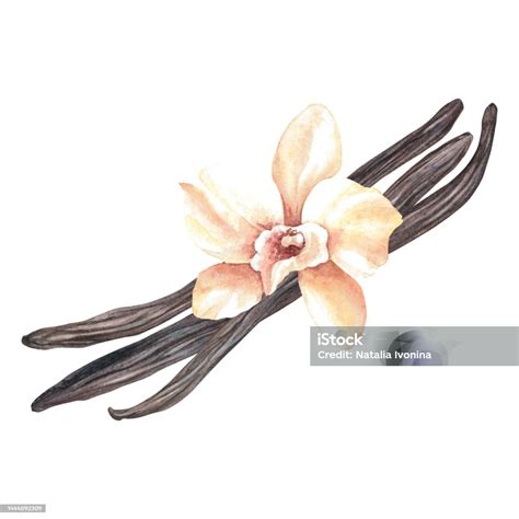 수채화 격리 클립 아트에 대한 그림입니다 메뉴 요리 블로그 포장 섬유 웹 디자인 스티커 초대장 용으로 설계되었습니다 꽃 나무에 대한 스톡 벡터 아트 및 기타 이미지 Istock