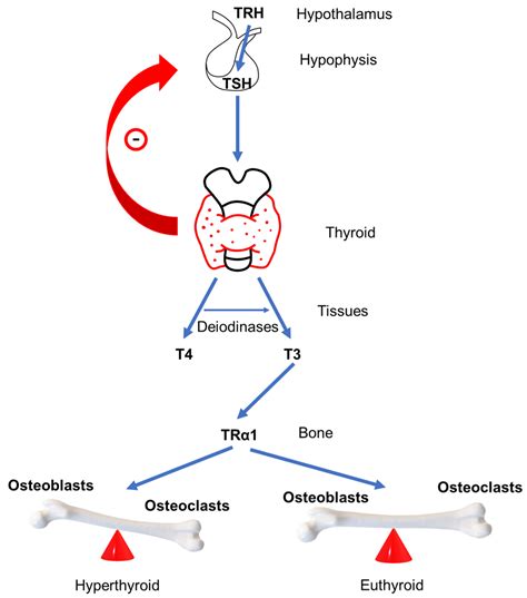 Peripheral Thyroid Hormone Conversion And Its Impact On Tsh 60 Off