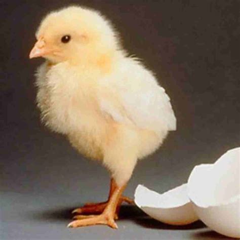 Chicken Sexer Poultry Industrys Key Profession