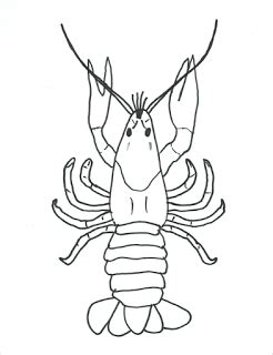 How To Draw A Crayfish Crayfish Anatomy Half A Hundred Acre Wood