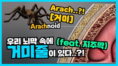 🧠지주막 우리 뇌막 속의 거미줄이라고🕷 해부해부러 끝 Youtube