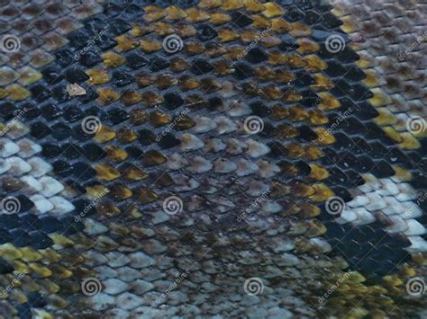 Python Skin Texture With Scales Forming An Abstract Design Pattern Stock Image Image Of Print