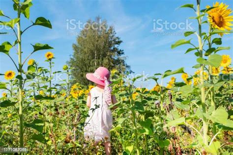 큰 분홍색 모자 태양에서 모자를 쓴 소녀 한 아이가 해바라기의 커다란 꽃 들 사이에 서 있다 4 5세에 대한 스톡 사진 및 기타 이미지 Istock