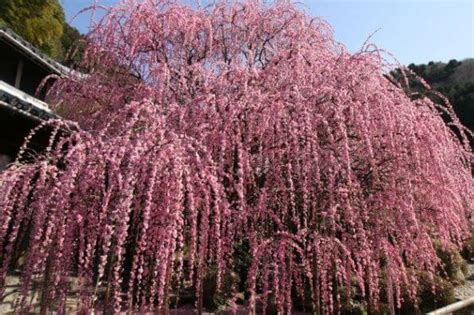 Weeping Apricot Prunus Mume Pendula