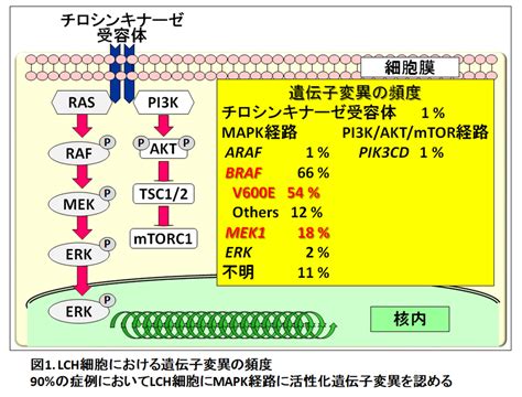 Jlsg｜日本ランゲルハンス細胞組織球症研究グループ｜プロトコール紹介