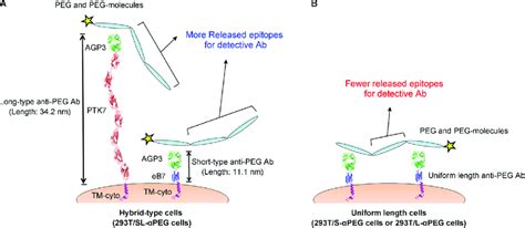 Structure Model Of Short And Long Type Anti Peg Antibodies For Peg Download Scientific Diagram