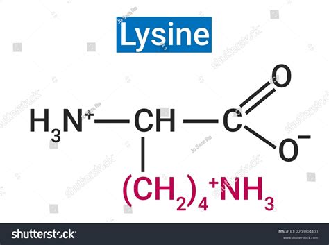 Lysine Llysine Essential Amino Acid Stock Vector Royalty Free 2203804403 Shutterstock