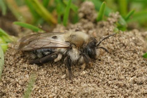 Natural Closeup On A Grey Mining Bee Andrena Vaga Stock Image Image Of Pollinator Mining