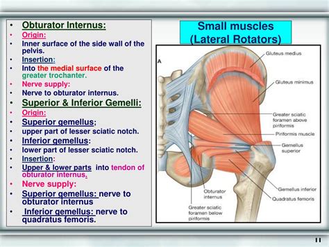 Ppt Gluteal Region And Back Of Thigh Powerpoint Presentation Free