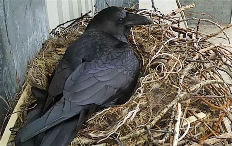 Hrefna Liggur á Sex Eggjum Sunnlenskais