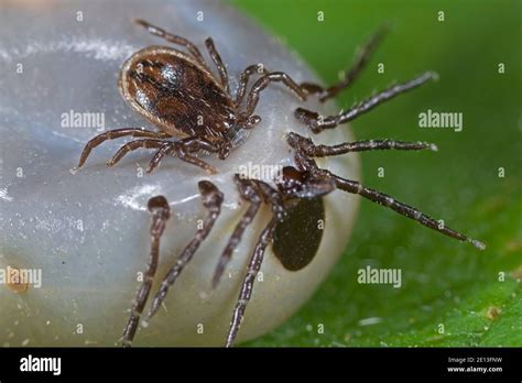 Reproduction Behaviour Of Ticks Ticks Mating Stock Photo Alamy