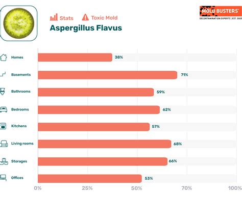 Aspergillus Flavus Symptoms Disease And Treatment Mold Busters